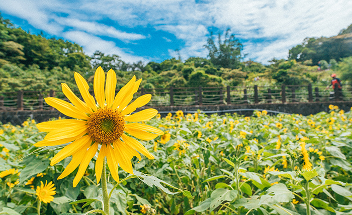 台北花季 花IN台北